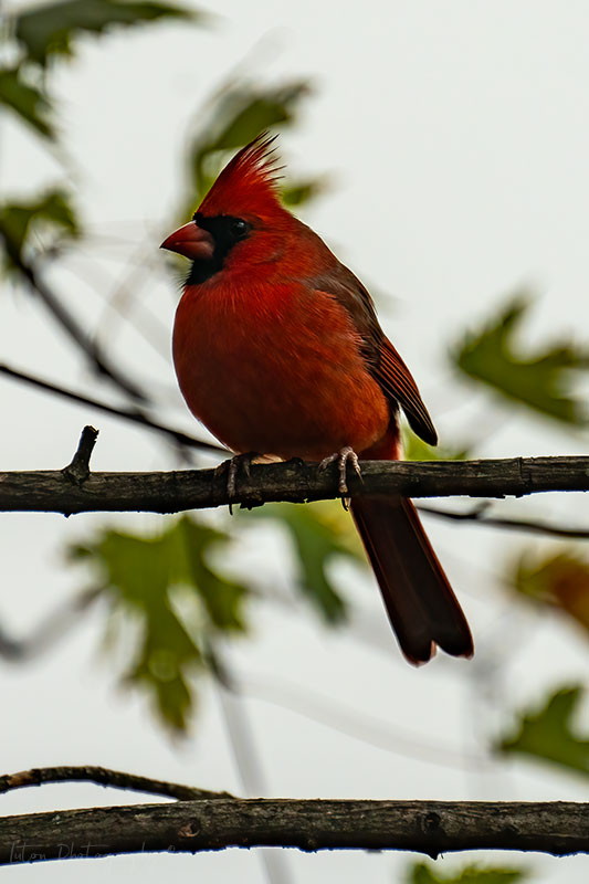 Birds | Luton Photography