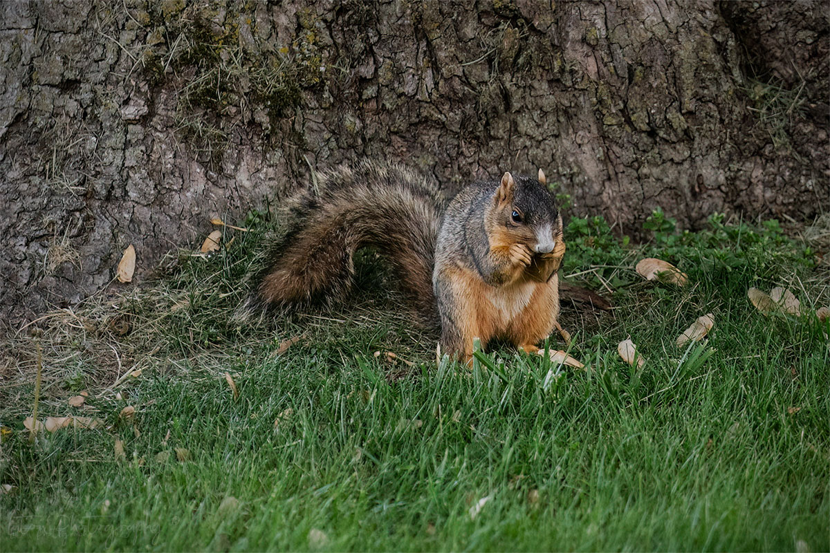Critters | Luton Photography